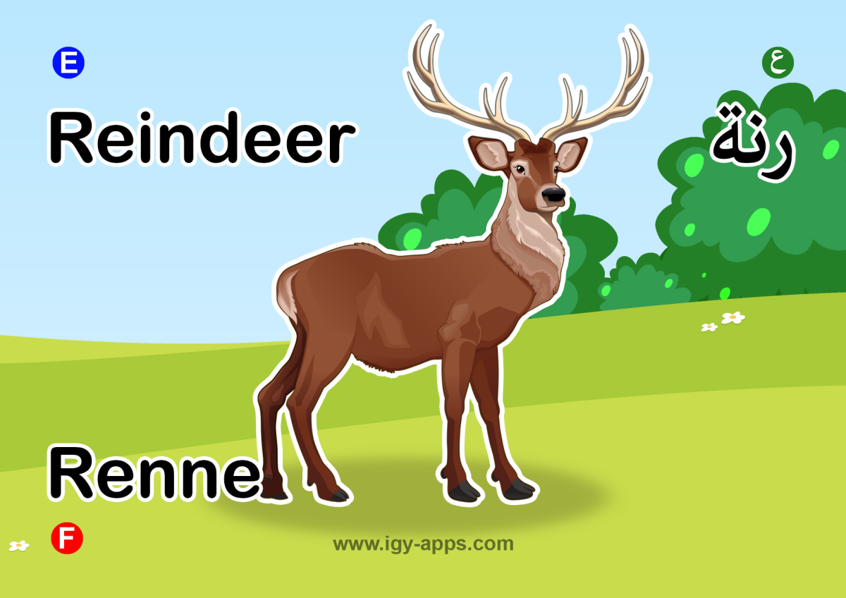 AR Kids Kit Animals Flash Cards - igy-apps.com